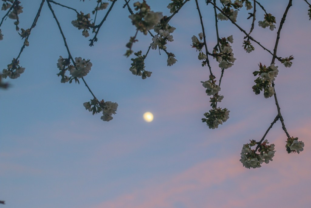 Full Moon Ritual for Deep Growth This Spring * The Seasonal Soul
